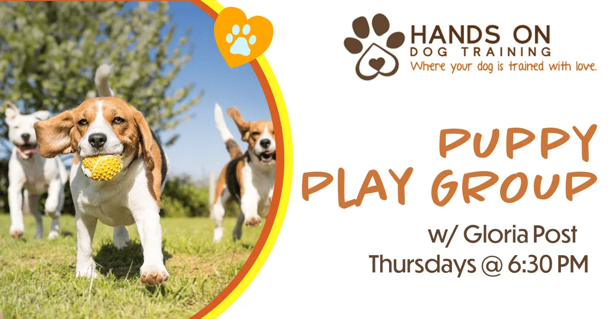 Puppy Playgroup | Hands on Dog Training