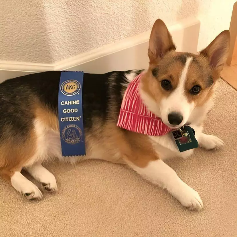 Canine Good Citizen Prep | Hands on Dog Training