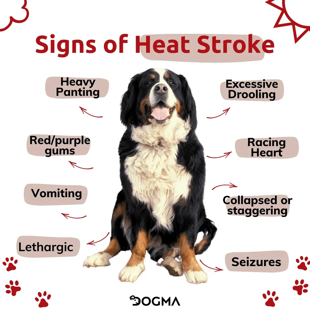 Signs of Heat Stroke – Hands on Dog Training